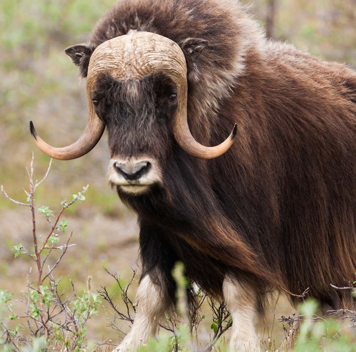 Qivuit & Yarn | Boreal Artworks